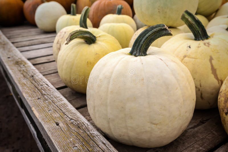 White Pumpkins stock photo. Image of vegetables, nature - 60105766