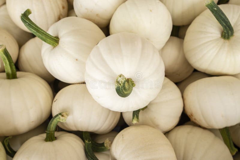 White pumpkins stock image. Image of green, lantern - 128088605