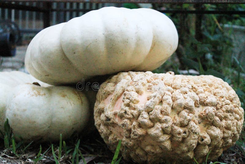 White pumpkins stock image. Image of courtyard, housegarden - 93283129
