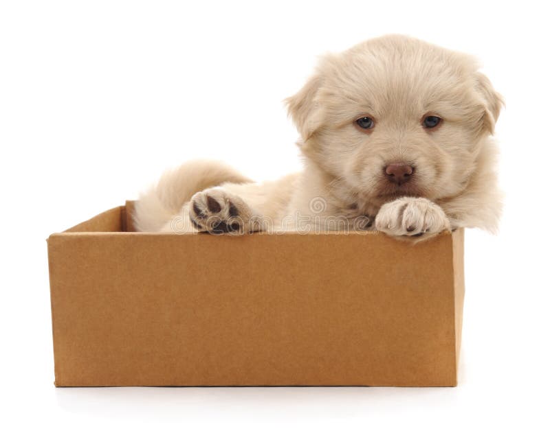White puppy in a box. stock photo. Image of happiness - 128848218