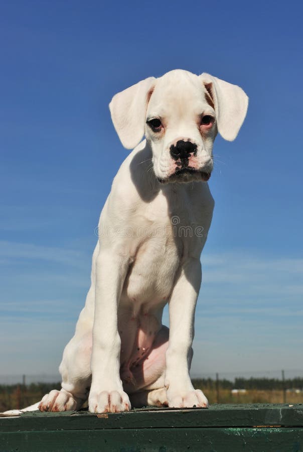 White puppy boxer stock image. Image of forest, walking - 11013291