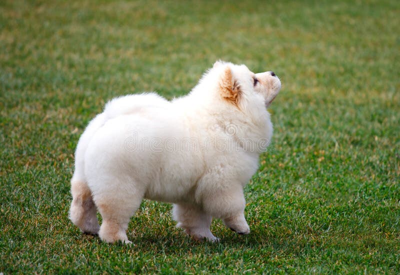 White puppy in the meadow stock photo. Image of nature - 87750516