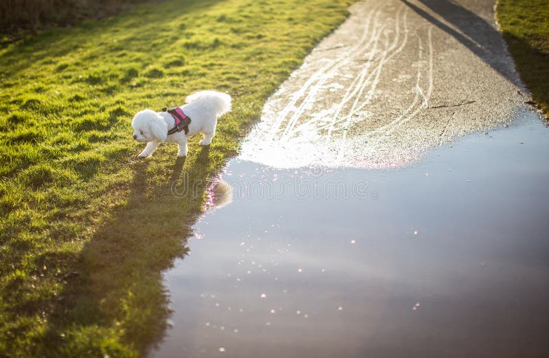 157 Puppy Puddle Walking Stock Photos - Free & Royalty-Free Stock ...