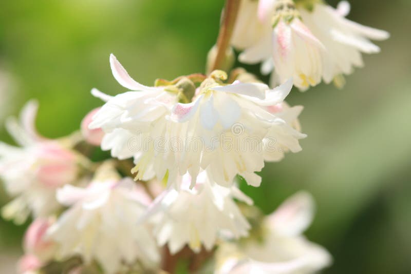 White pure flowers stock photo. Image of beautiful, flower - 15856784