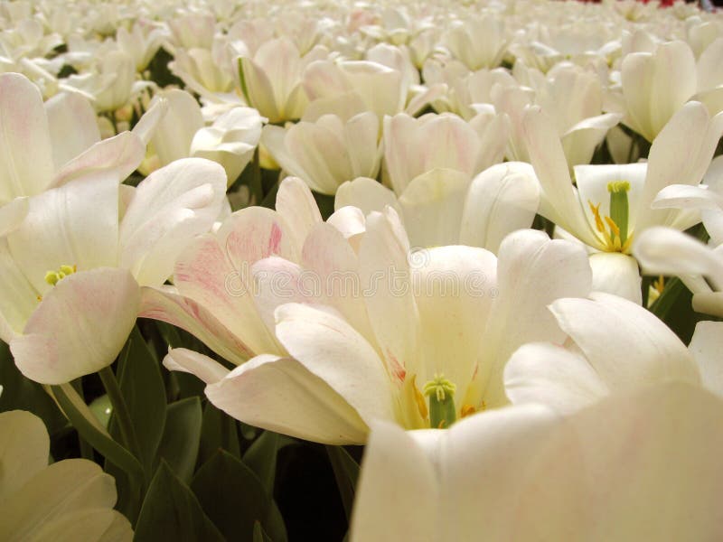White & pure flowers stock image. Image of green, garden - 952825