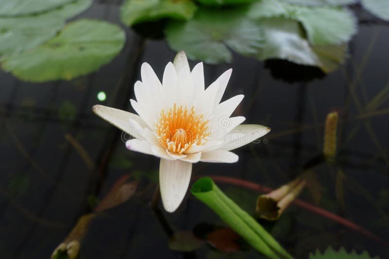 White Purity Flowers Flying Bee Stock Photo - Image of background ...