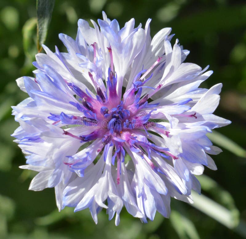 White and Purple Bachelor& X27;s Button Stock Image - Image of white ...