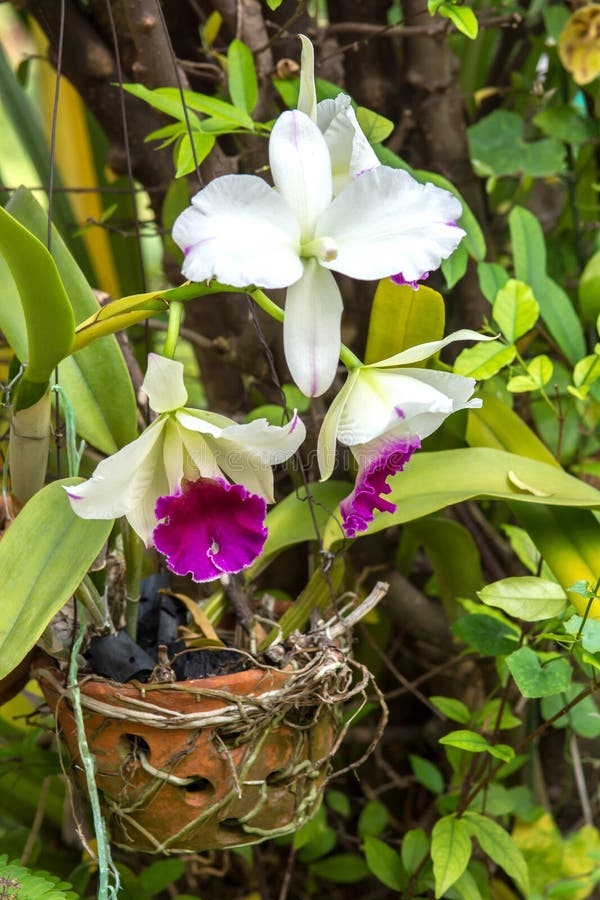 White - Purple Cattleya Orchid Flower Stock Image - Image of white ...