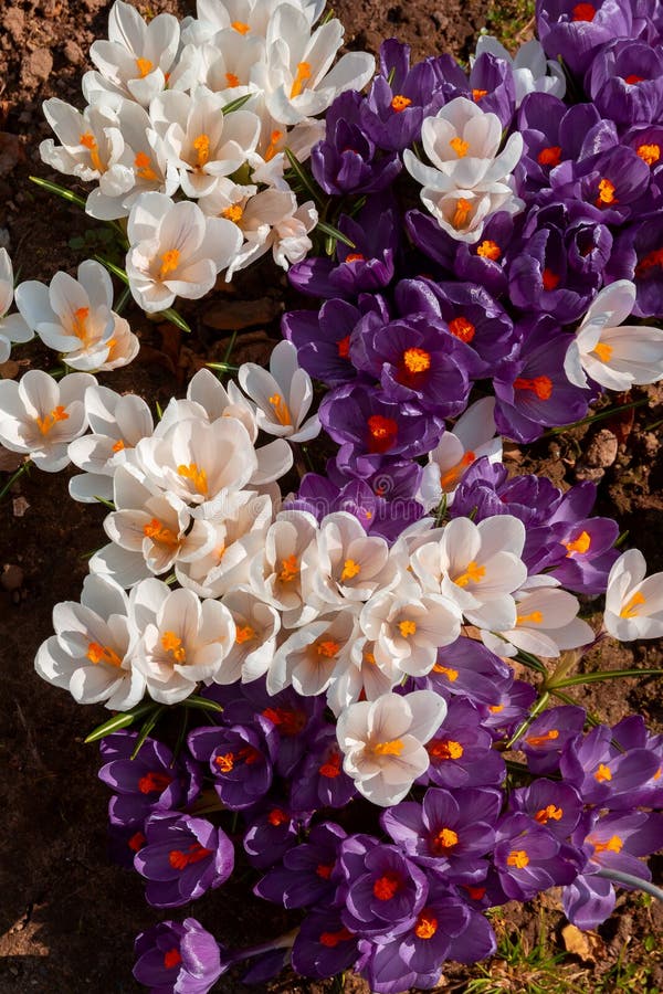 White and Purple Crocuses on Flower Bed on a Sunny Spring Day Stock ...