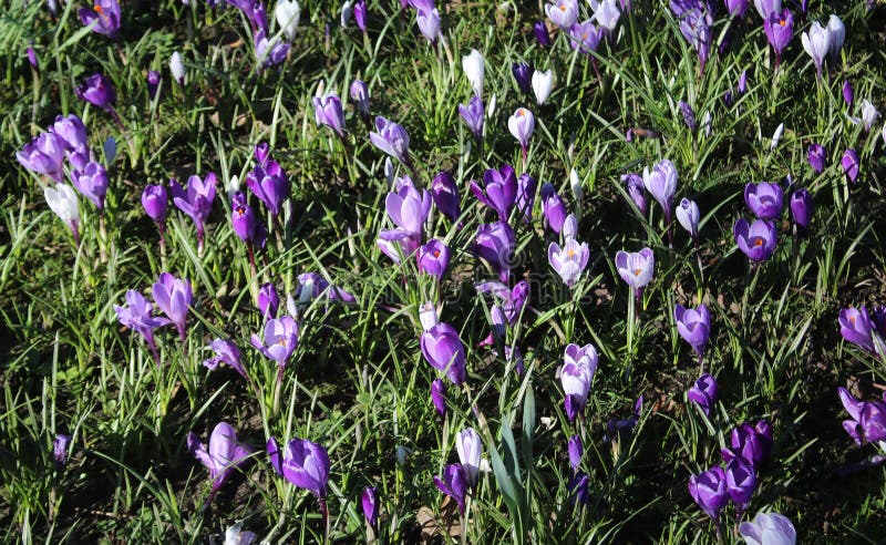 White and Purple Crocuses in March Sunlight Stock Image - Image of ...