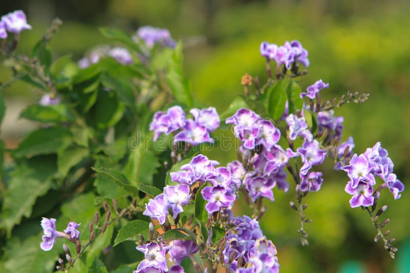 A White & Purple Duranta Flowers on Tree at Garden Stock Image - Image ...