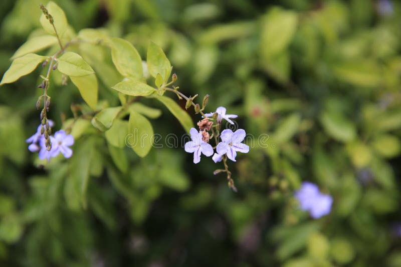 A White & Purple Duranta Flowers on Tree at Garden Stock Image - Image ...