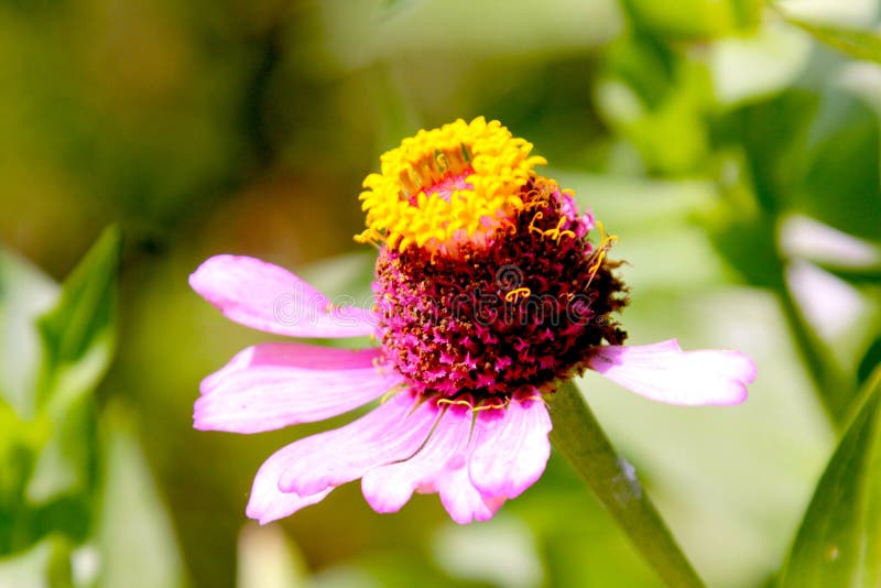 White and Purple Flower Missing Petals Stock Image - Image of bright ...
