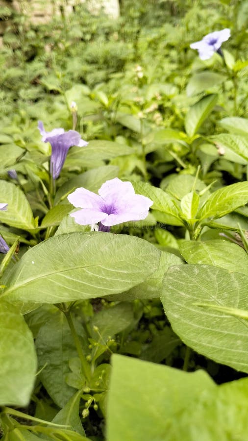 White and Purple Flowers Smiling Like a Swan. Stock Photo - Image of ...