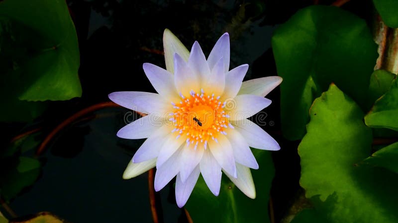 White purple Lotus stock image. Image of flora, lotus - 69274073