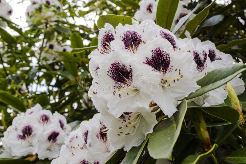 Sappho Rhododendron Stock Photos - Free & Royalty-Free Stock Photos ...