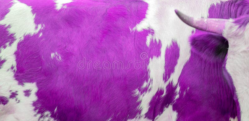 White and Purple Spots of a Cow Skin Texture Stock Photo - Image of ...