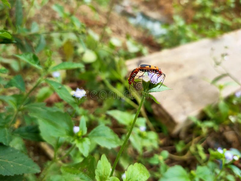 Two Small Creatures on a Beautiful White Purple Tiny Flower Stock Photo ...