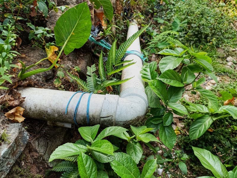 White PVC Pipe Installed among Natural Green Plants. Stock Photo ...