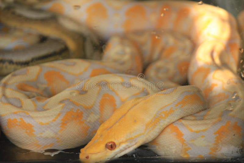 White Python with Exotic Skin Color and Pattern Stock Image - Image of ...
