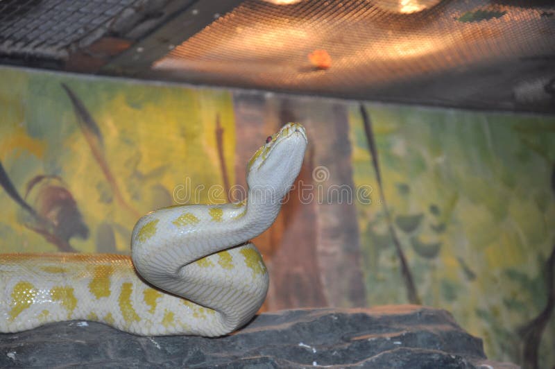 White Python with Yellow Spot Editorial Image - Image of snakehead ...