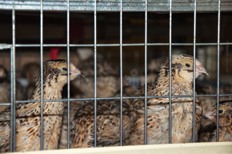 White Quail in a Cage Close-up. Quail Farm Stock Photo - Image of ...