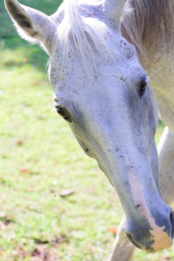 White Quarter Horse Standing Outdoors in a Forest Stock Image - Image ...