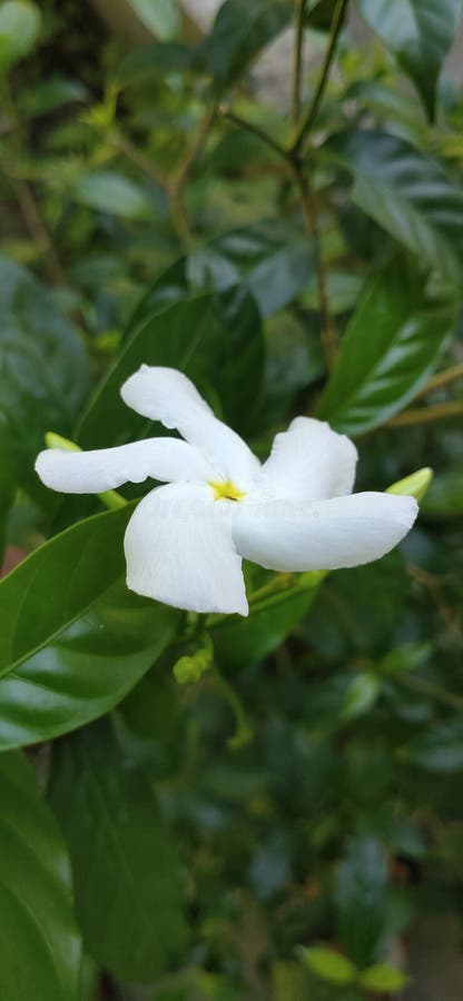 The white queen stock image. Image of green, nature - 163358677