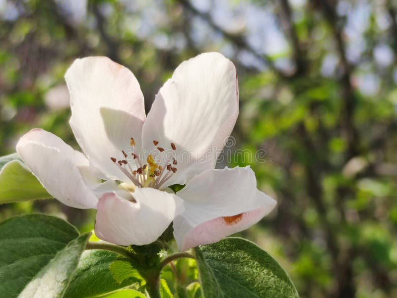 White Quince Flower Close Up in Sunlight Stock Image - Image of garden ...