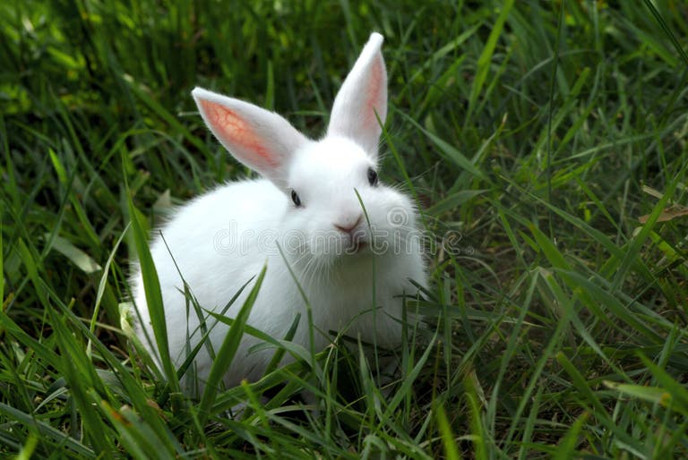 White rabbit 1 stock photo. Image of paws, nose, bunny - 2820040