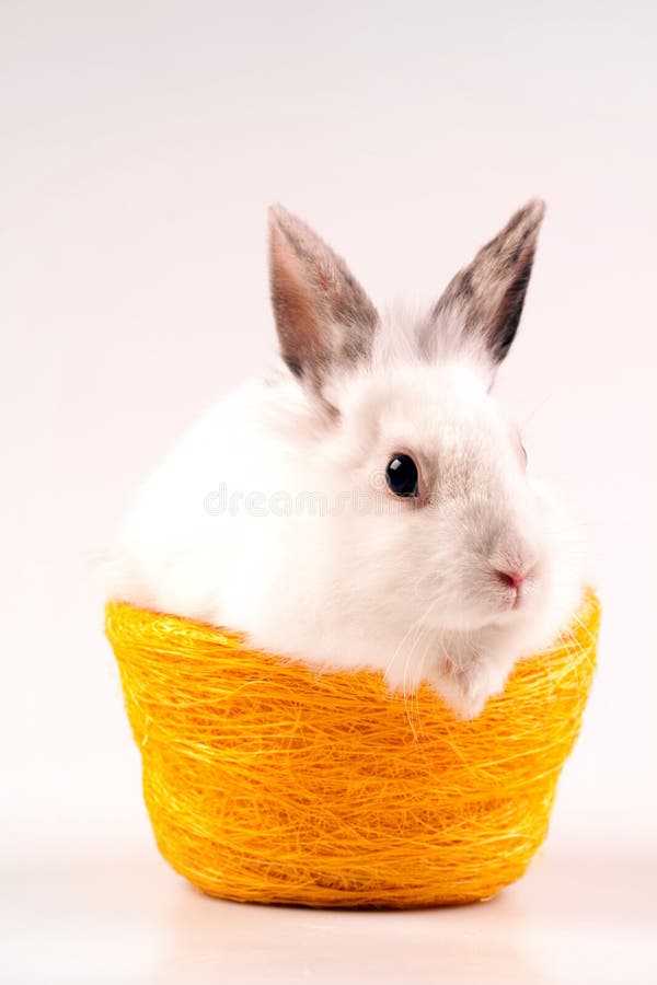 White Rabbit stock photo. Image of animal, holiday, adorable - 12921454
