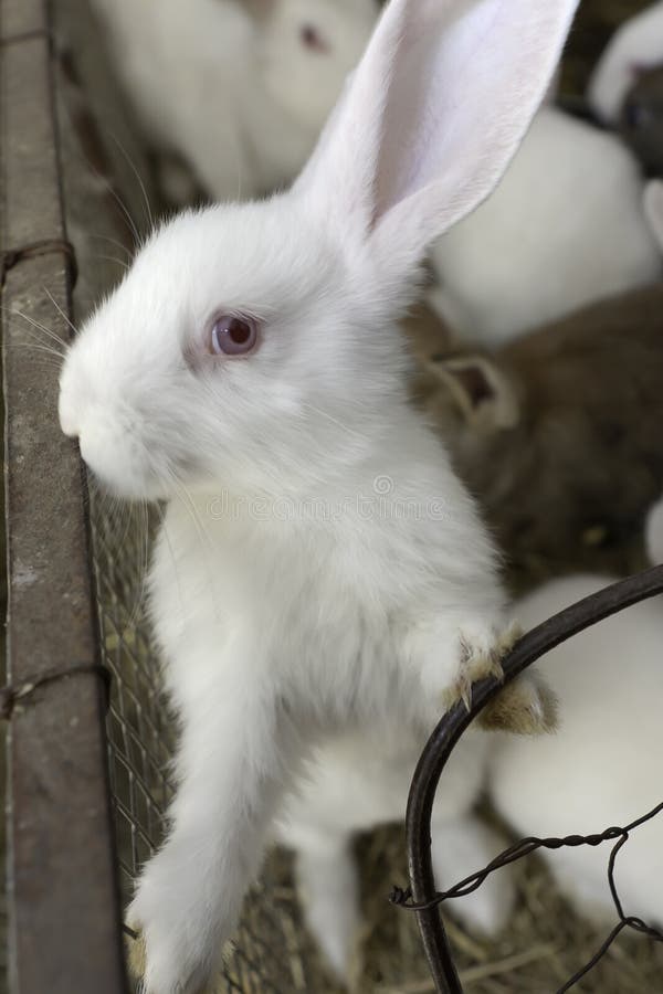 White Rabbit stock photo. Image of rabbit, domestic, bunny - 14698378