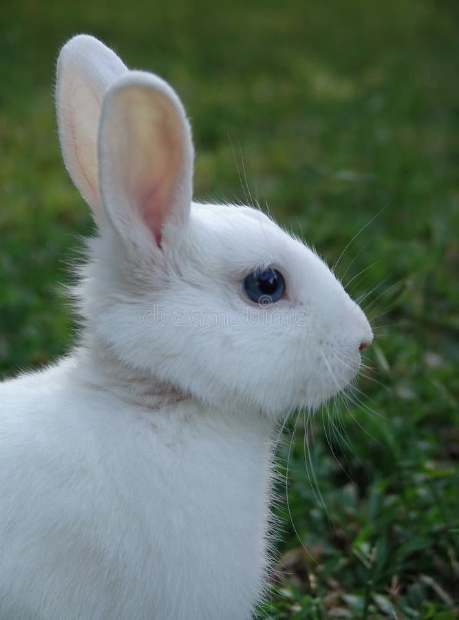 White rabbit stock photo. Image of rabbits, farm, christian - 1508466