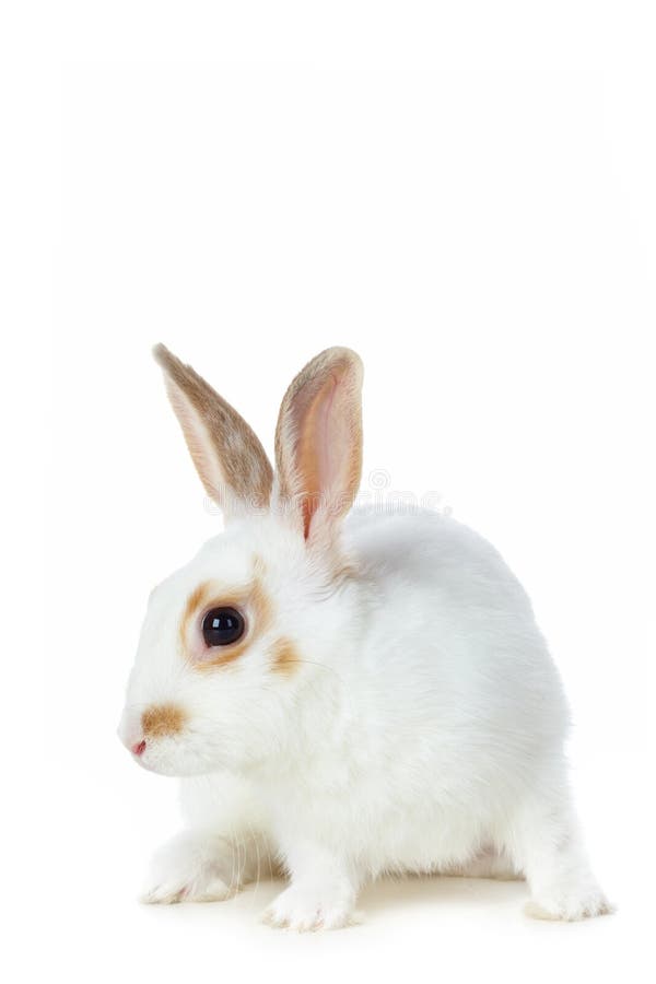 Rabbit muzzle stock photo. Image of close, life, curiosity - 16434922