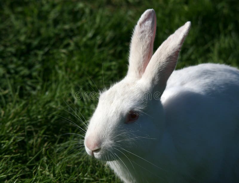 White rabbit stock image. Image of alert, rabbitears, white - 1635929