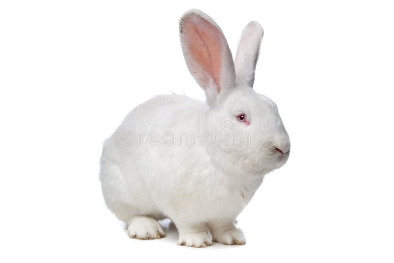 Rabbit stock photo. Image of white, beautiful, bunny - 18053872