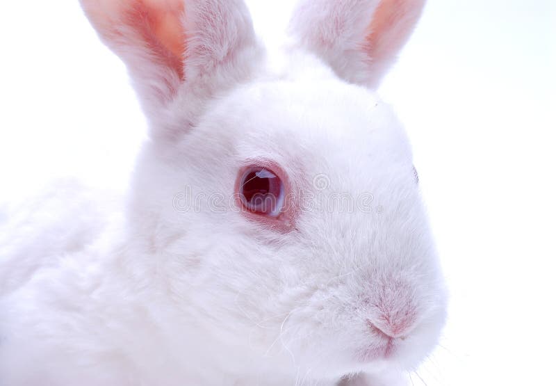 White Rabbit and Cat stock photo. Image of diversity, lagomorphs - 2052832