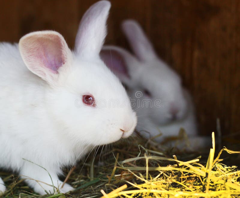 133,191 White Rabbit Stock Photos - Free & Royalty-Free Stock Photos ...