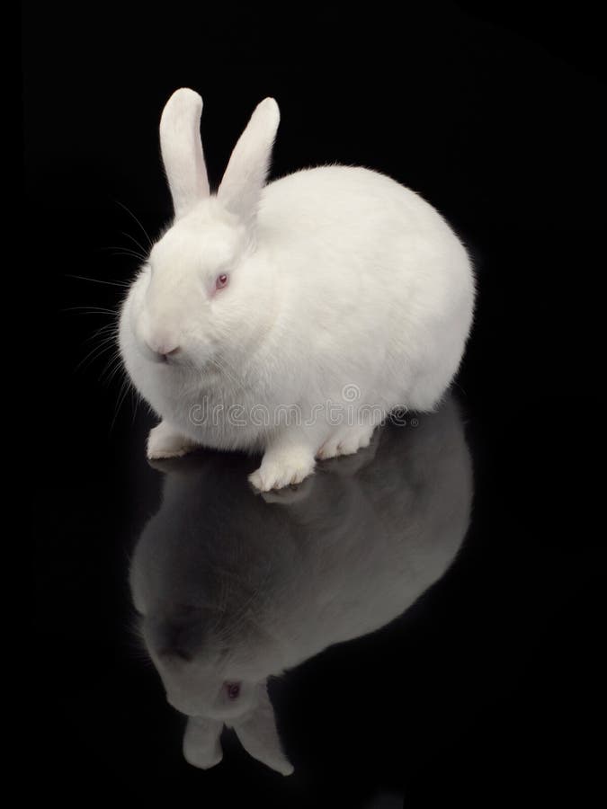 129,385 White Rabbit Stock Photos - Free & Royalty-Free Stock Photos ...
