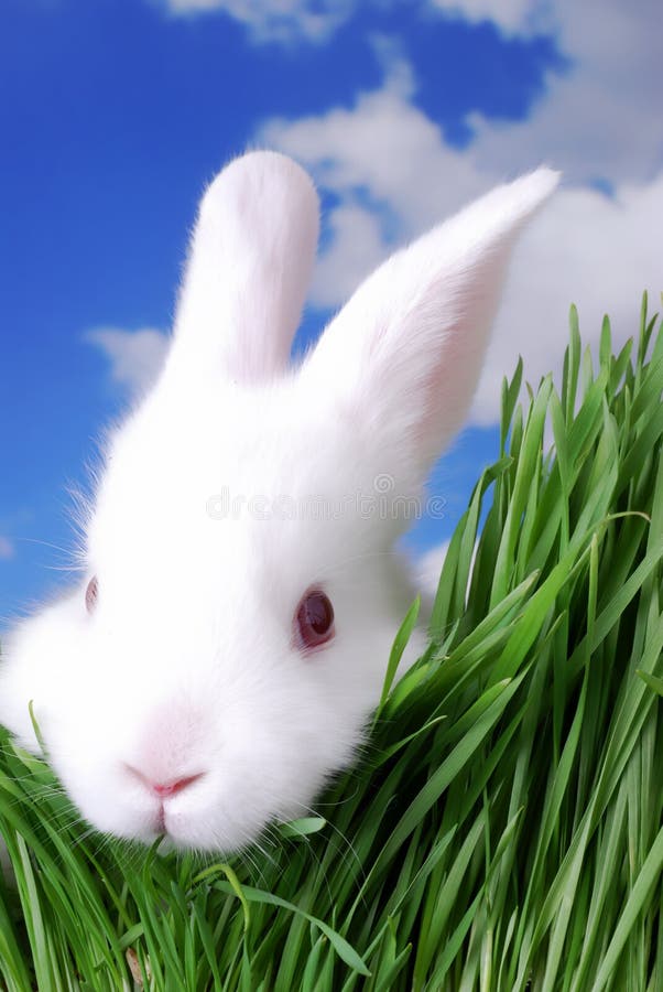 White Rabbit stock image. Image of ears, white, colored - 2052839