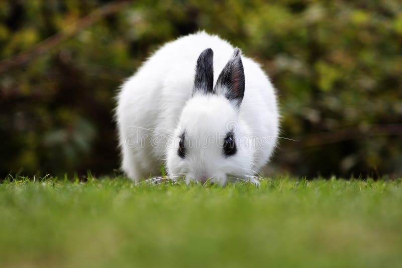 132,728 White Rabbit Stock Photos - Free & Royalty-Free Stock Photos ...