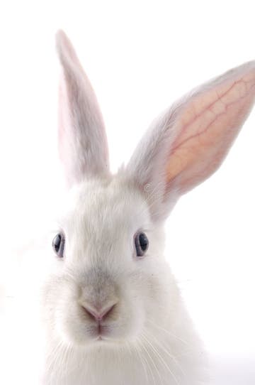170,139 White Rabbit Stock Photos - Free & Royalty-Free Stock Photos ...
