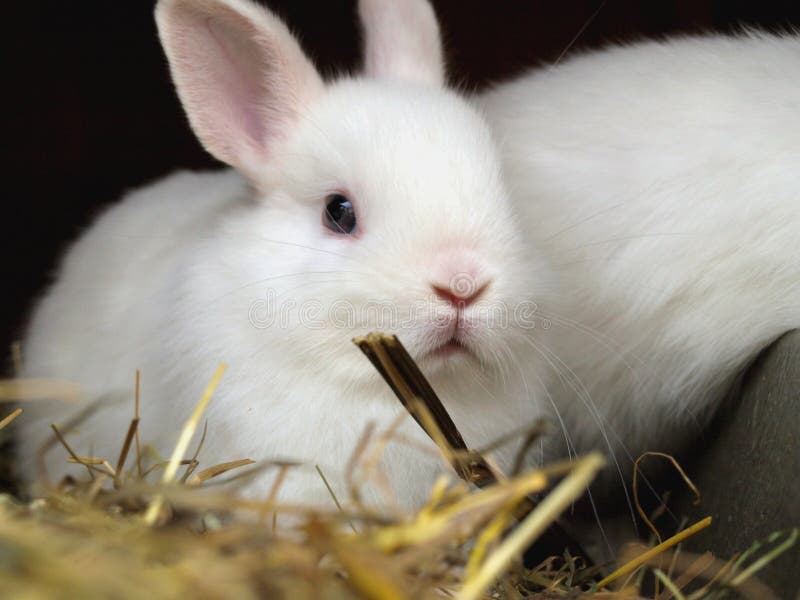 Ermine Rabbit Stock Photos - Free & Royalty-Free Stock Photos from ...
