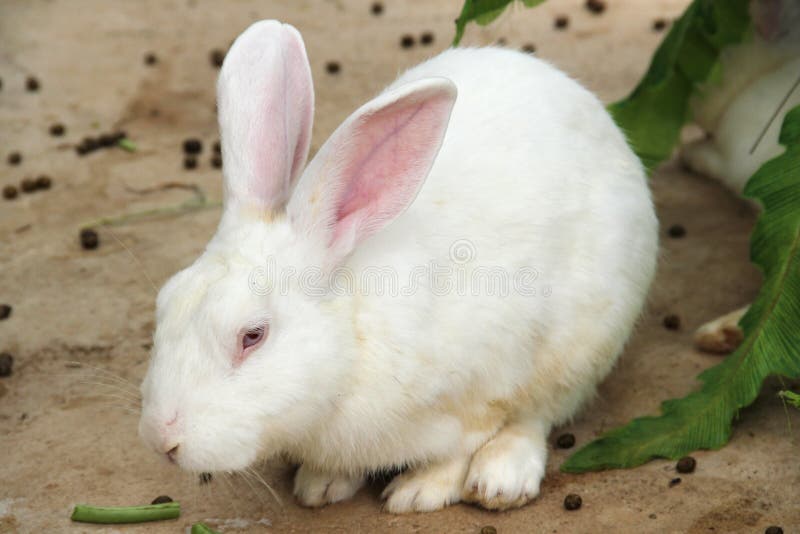 Little White Rabbit stock photo. Image of rabbit, hare - 4195634
