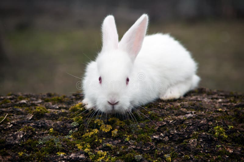 Cute White Rabbit Leaving Burrow Stock Photo - Image of yard, dirt ...