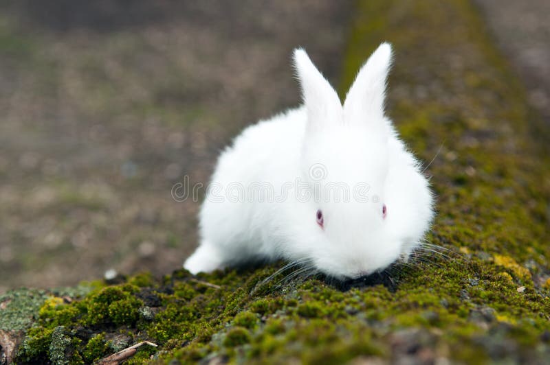 White rabbit stock image. Image of farm, pretty, rabbit - 24652693