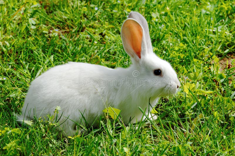 White rabbit stock photo. Image of infant, rabbit, domestic - 25532332