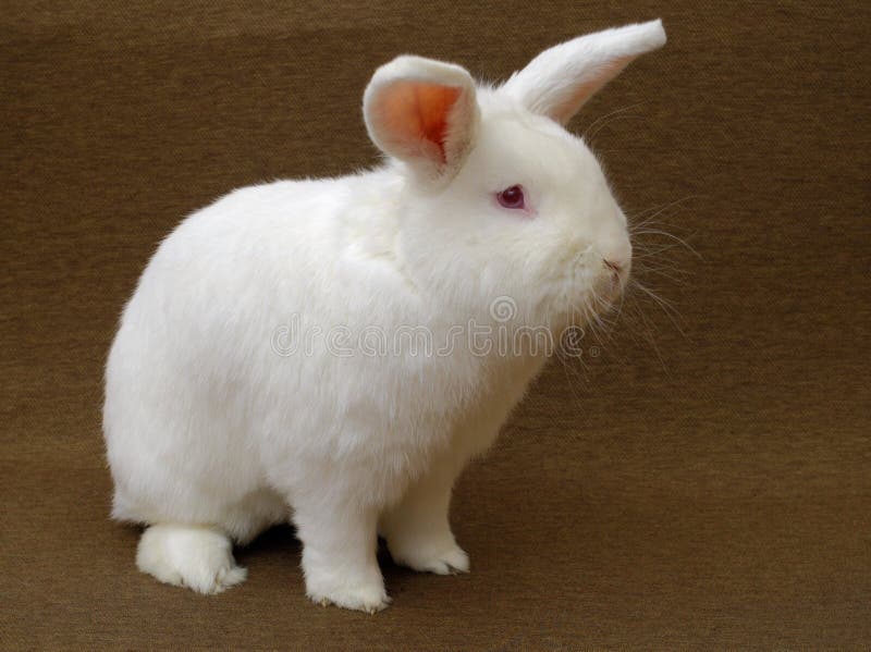 129,839 White Rabbit Stock Photos - Free & Royalty-Free Stock Photos ...