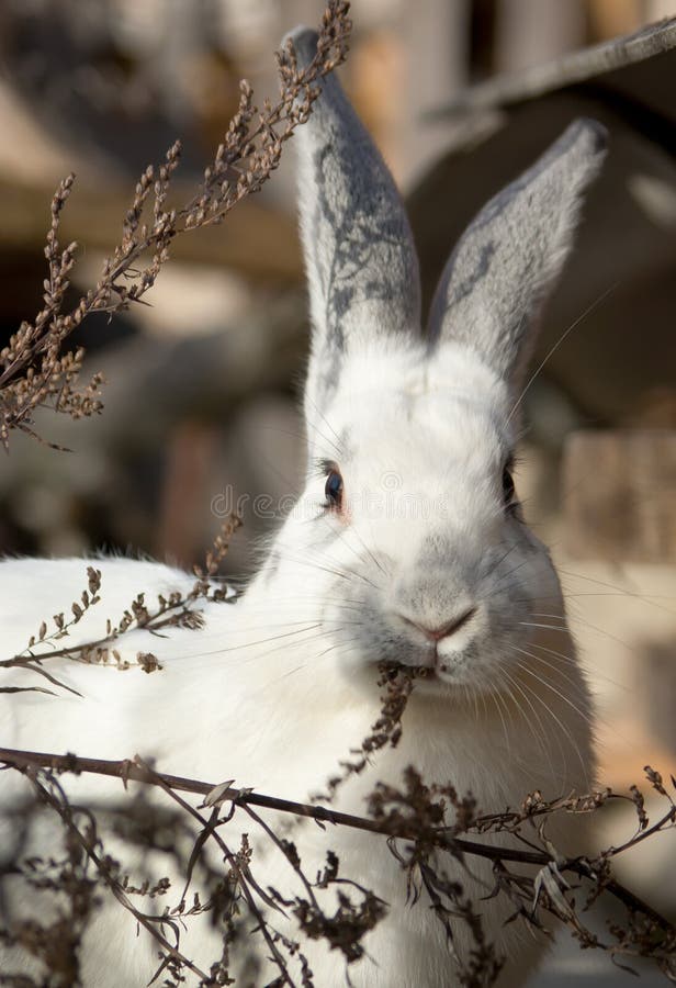 121,590 White Rabbit Stock Photos - Free & Royalty-Free Stock Photos ...