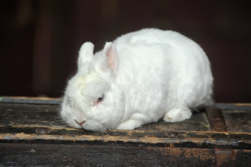 Reproduction of rabbit stock image. Image of stockbreeding - 24210069
